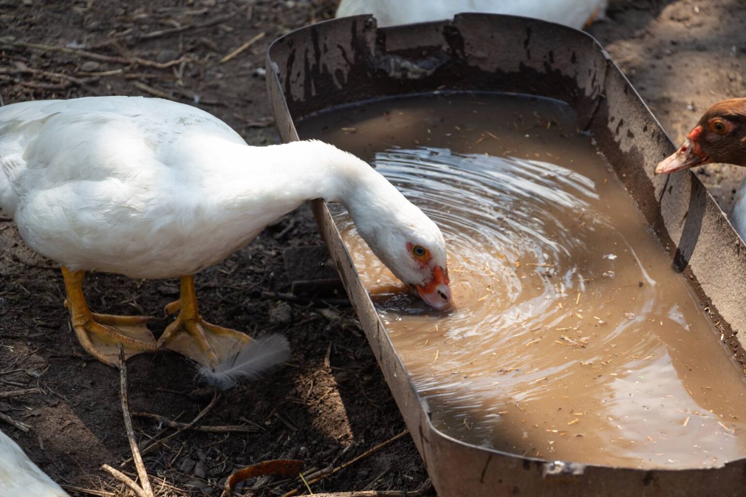 Colibacillosis in Waterfowl - Backyard Poultry